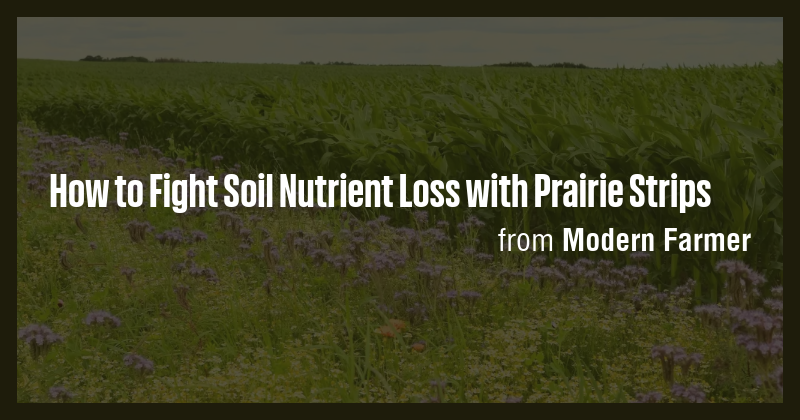 How to Fight Soil Nutrient Loss with Prairie Strips - Briefly