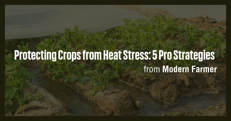 Protecting Crops from Heat Stress: 5 Pro Strategies - Briefly