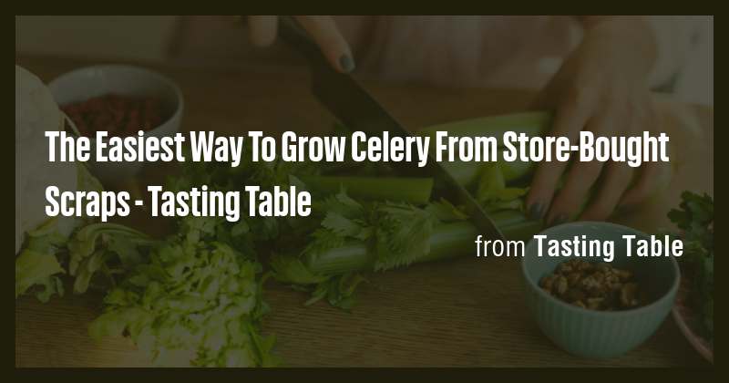 The Easiest Way To Grow Celery From Store-Bought Scraps - Tasting Table ...