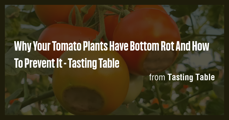 Why Your Tomato Plants Have Bottom Rot And How To Prevent It - Tasting ...
