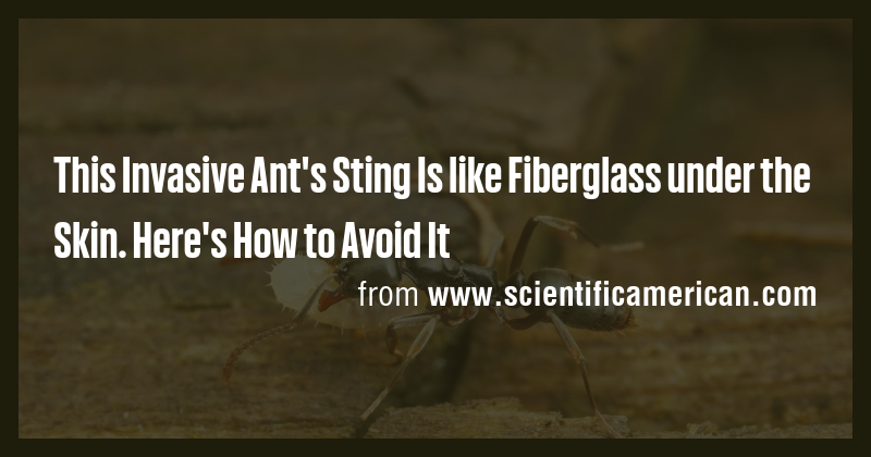 This Invasive Ant's Sting Is like Fiberglass under the Skin. Here's How ...