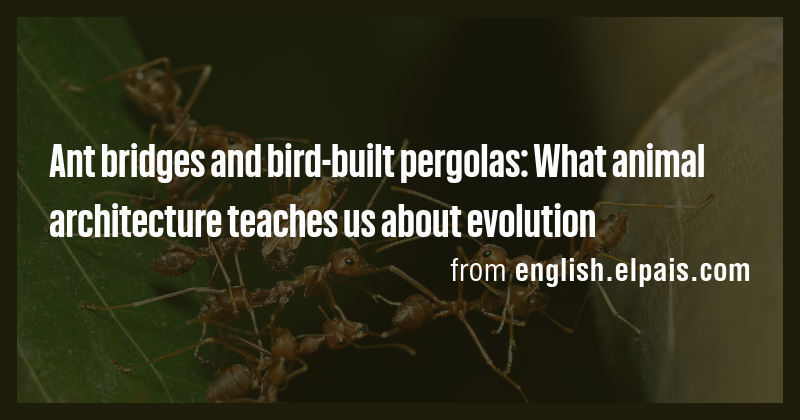 Ant bridges and bird-built pergolas: What animal architecture teaches ...
