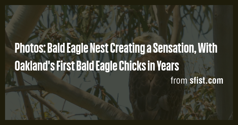 Photos: Bald Eagle Nest Creating a Sensation, With Oakland's First Bald ...
