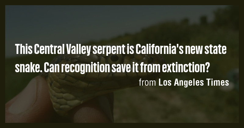 This Central Valley serpent is California's new state snake. Can ...