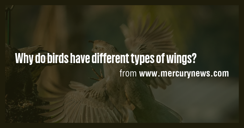 Why do birds have different types of wings? - Briefly