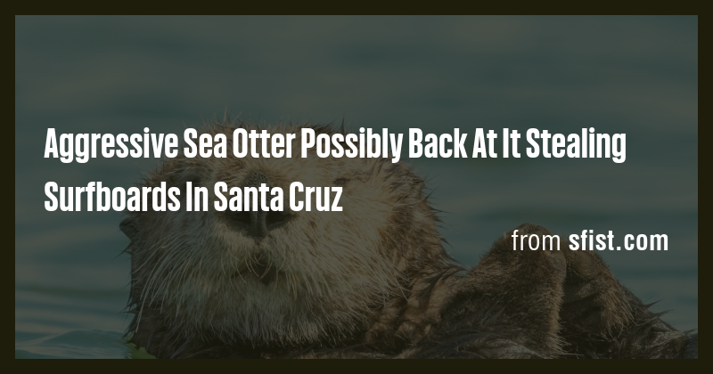Aggressive Sea Otter Possibly Back At It Stealing Surfboards In Santa ...