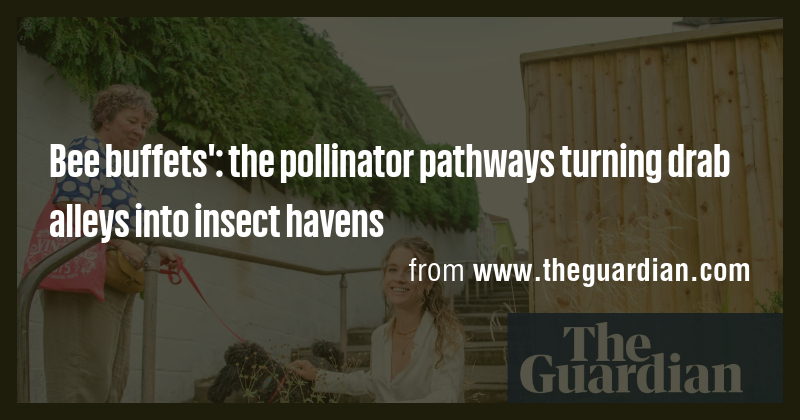 Bee buffets': the pollinator pathways turning drab alleys into insect ...