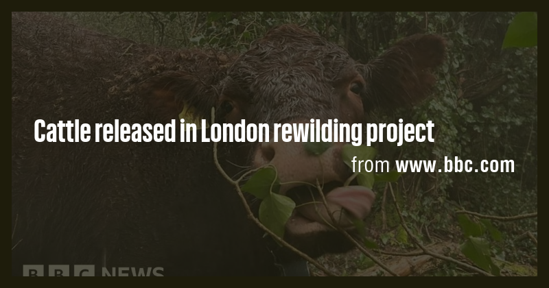 Cattle released in London rewilding project - Briefly