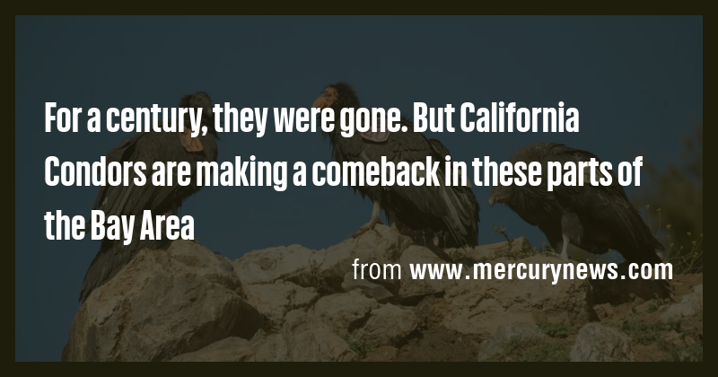 For a century, they were gone. But California Condors are making a ...
