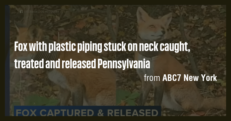 Fox with plastic piping stuck on neck caught, treated and released ...
