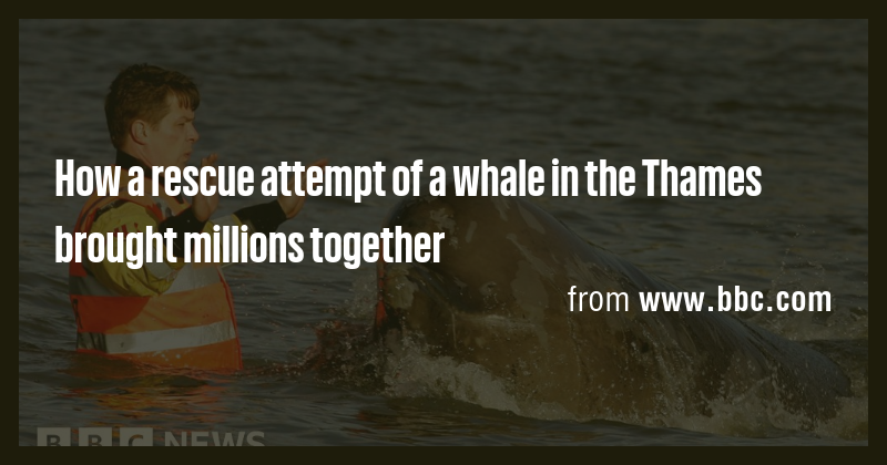 How a rescue attempt of a whale in the Thames brought millions together ...