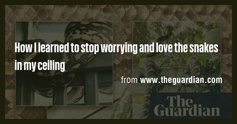 How I learned to stop worrying and love the snakes in my ceiling - Briefly