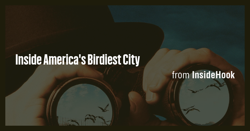 Inside America's Birdiest City - Briefly
