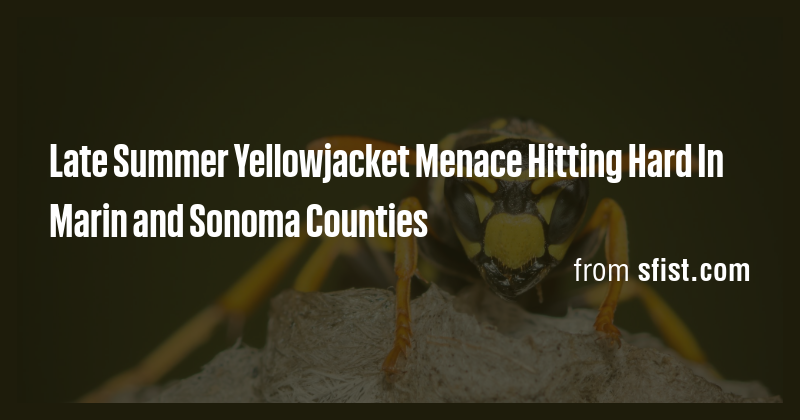 Late Summer Yellowjacket Menace Hitting Hard In Marin and Sonoma ...
