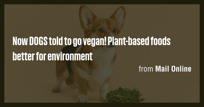 Now DOGS told to go vegan! Plant-based foods better for environment ...