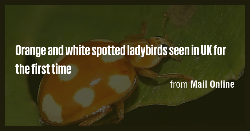 Orange and white spotted ladybirds seen in UK for the first time - Briefly