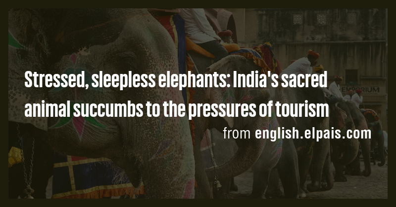 Stressed, sleepless elephants: India's sacred animal succumbs to the ...