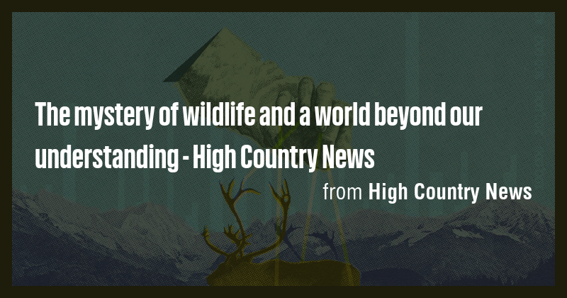 The mystery of wildlife and a world beyond our understanding - High ...