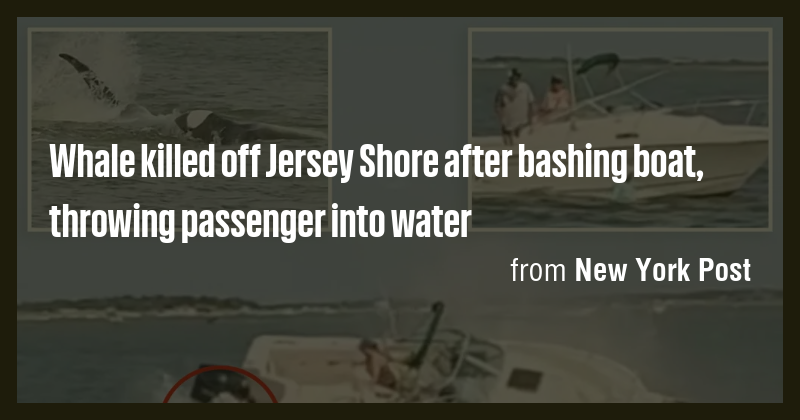 Whale killed off Jersey Shore after bashing boat, throwing passenger ...