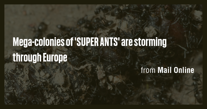 Mega-colonies of 'SUPER ANTS' are storming through Europe - Briefly