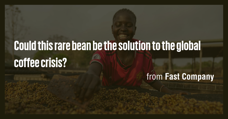 Could this rare bean be the solution to the global coffee crisis? - Briefly