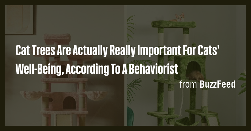 Cat Trees Are Actually Really Important For Cats' Well-Being, According ...
