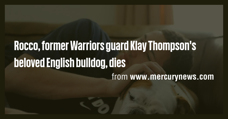 Rocco, former Warriors guard Klay Thompson's beloved English bulldog ...