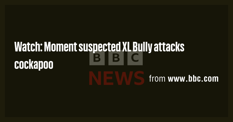 Watch: Moment suspected XL Bully attacks cockapoo - Briefly