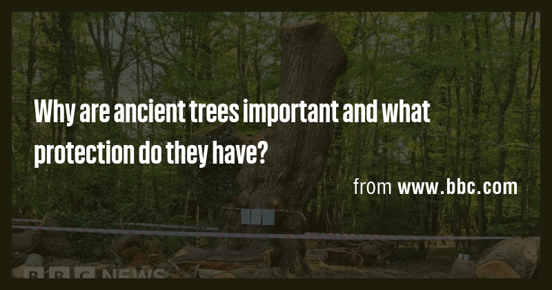 Why are ancient trees important and what protection do they have? - Briefly