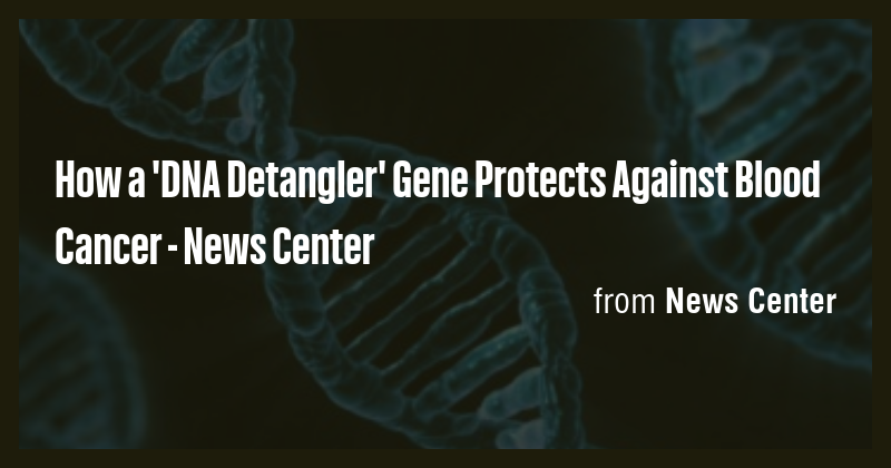 How a 'DNA Detangler' Gene Protects Against Blood Cancer - News Center ...