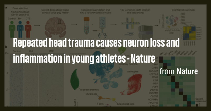 Repeated head trauma causes neuron loss and inflammation in young ...