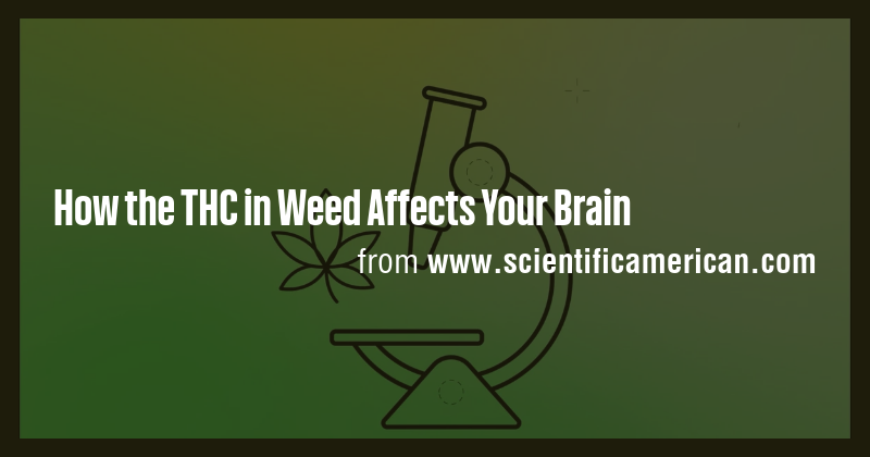How the THC in Weed Affects Your Brain - Briefly