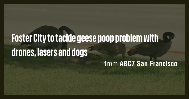 Foster City to tackle geese poop problem with drones, lasers and dogs ...