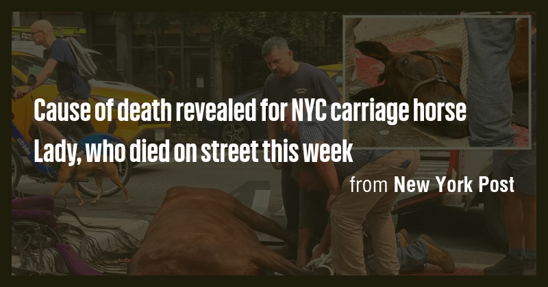 Cause of death revealed for NYC carriage horse Lady, who died on street ...