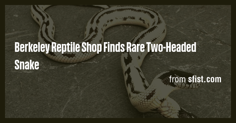 Berkeley Reptile Shop Finds Rare Two-Headed Snake - Briefly