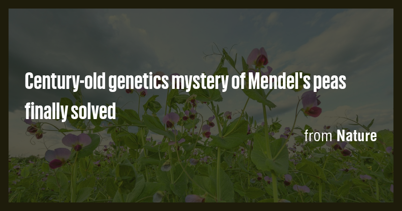 Century-old genetics mystery of Mendel's peas finally solved - Briefly