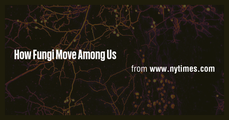 How Fungi Move Among Us - Briefly