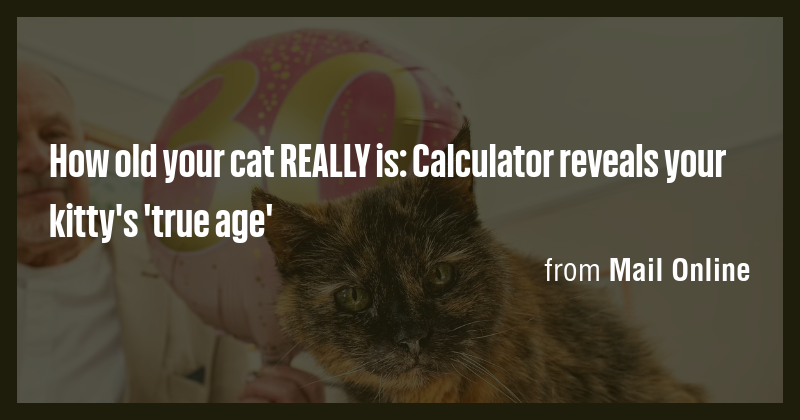 How old your cat REALLY is: Calculator reveals your kitty's 'true age ...