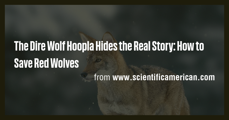 The Dire Wolf Hoopla Hides the Real Story: How to Save Red Wolves - Briefly
