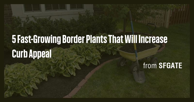 5 Fast-Growing Border Plants That Will Increase Curb Appeal - Briefly