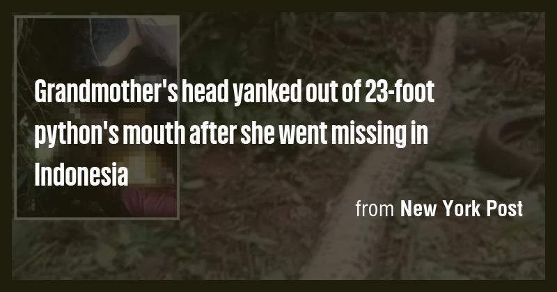 Grandmother's head yanked out of 23-foot python's mouth after she went ...