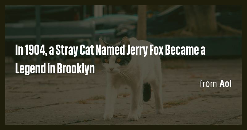 In 1904, a Stray Cat Named Jerry Fox Became a Legend in Brooklyn - Briefly