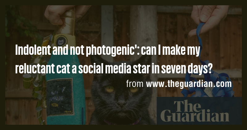 Indolent and not photogenic': can I make my reluctant cat a social ...