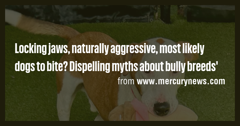Locking jaws, naturally aggressive, most likely dogs to bite ...