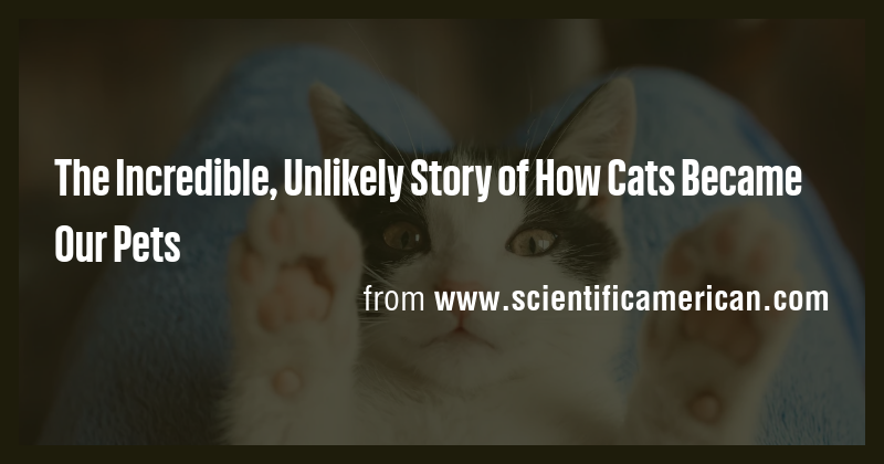 The Incredible, Unlikely Story of How Cats Became Our Pets - Briefly