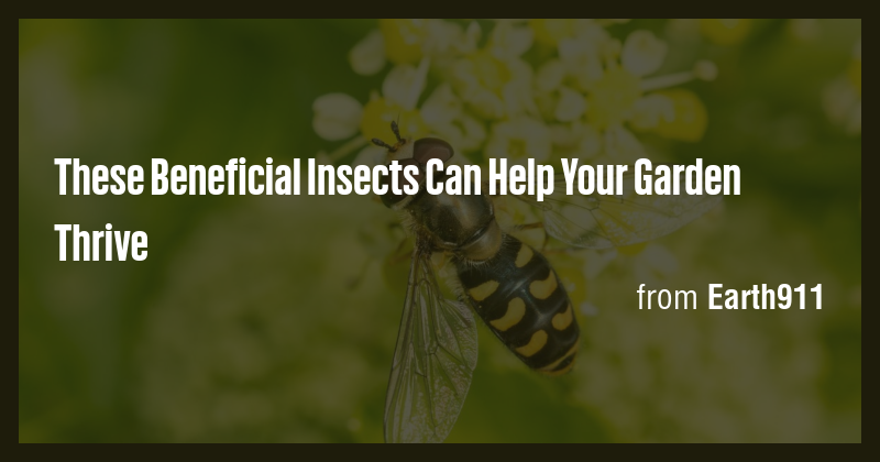 These Beneficial Insects Can Help Your Garden Thrive - Briefly