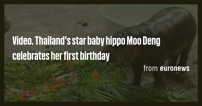 Video. Thailand's star baby hippo Moo Deng celebrates her first ...