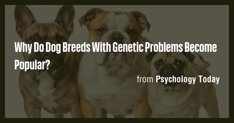 Why Do Dog Breeds With Genetic Problems Become Popular? - Briefly