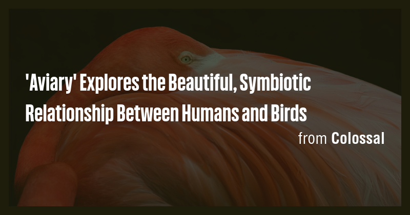 'Aviary' Explores the Beautiful, Symbiotic Relationship Between Humans ...