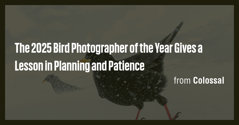 The 2025 Bird Photographer of the Year Gives a Lesson in Planning and ...